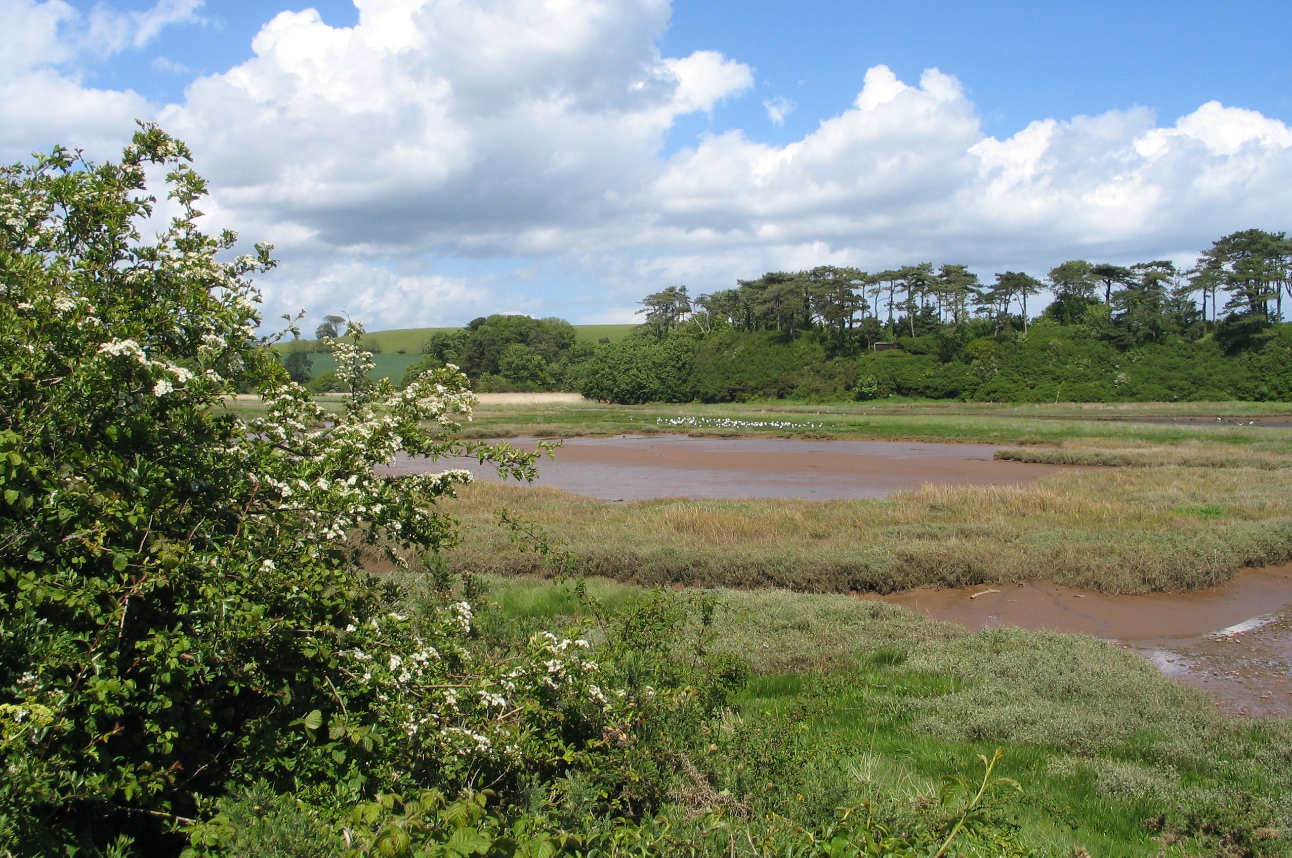 Otter Estuary Photos
