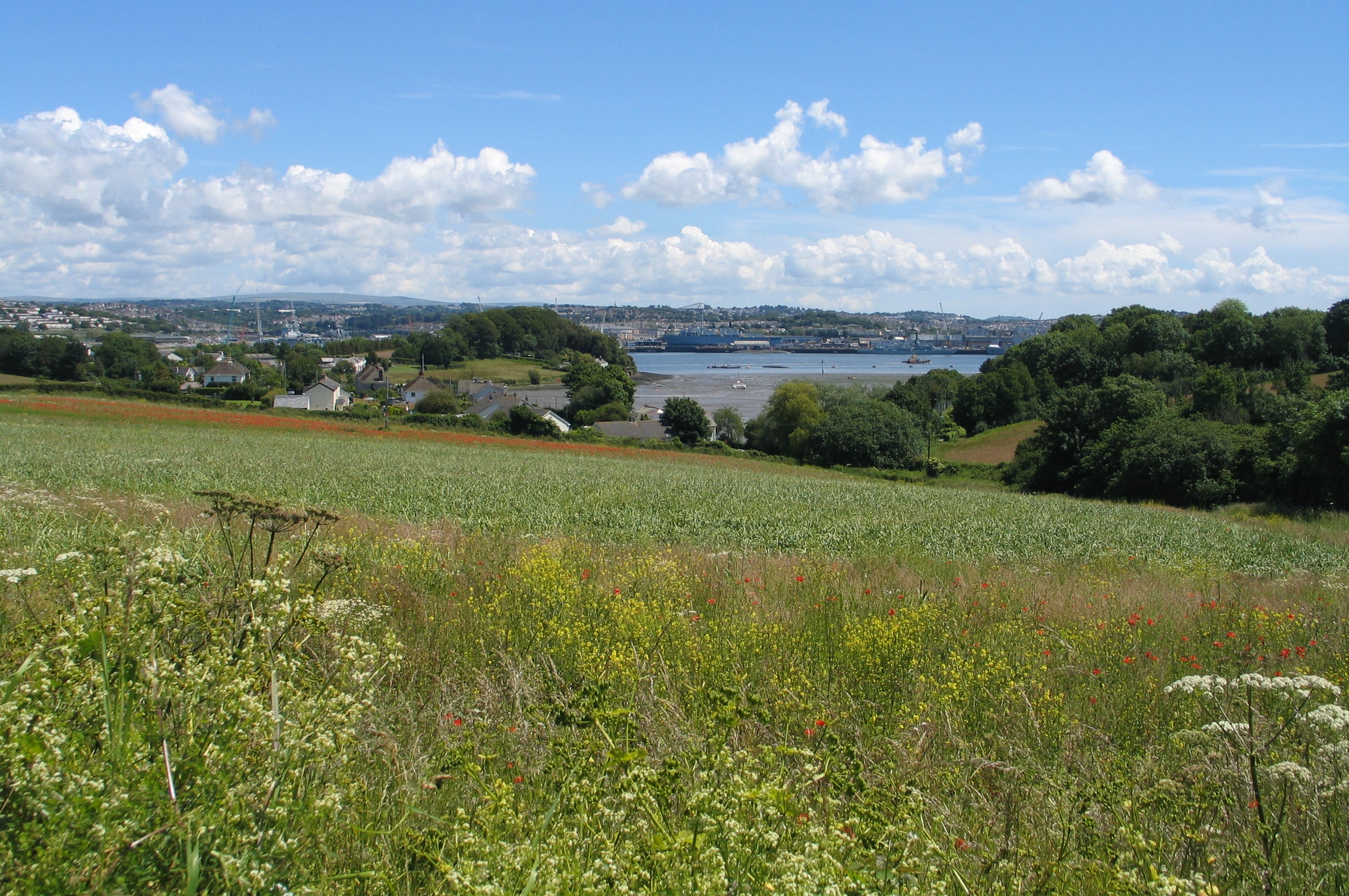 Wilcove Photos