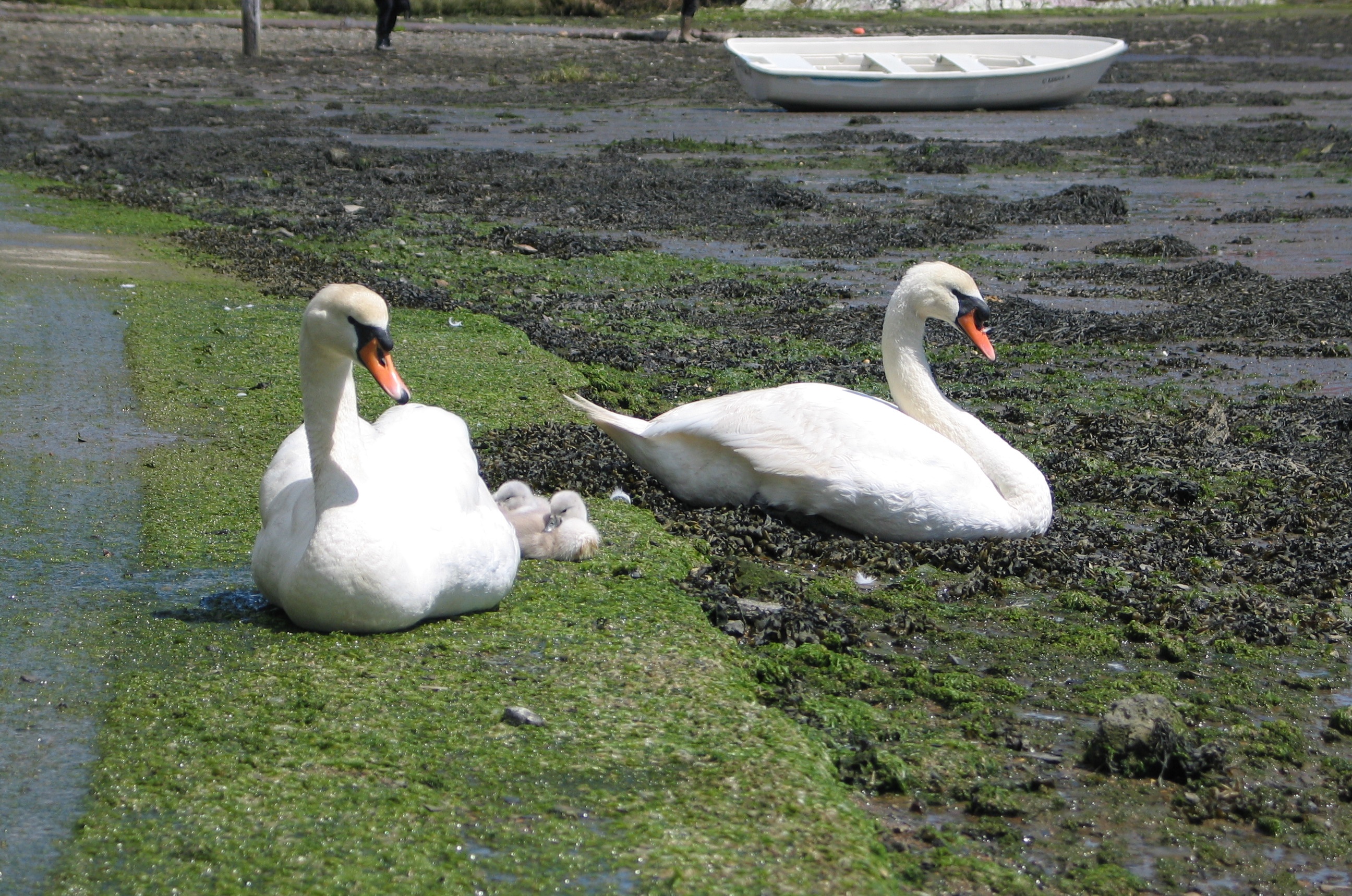 Wilcove Photos