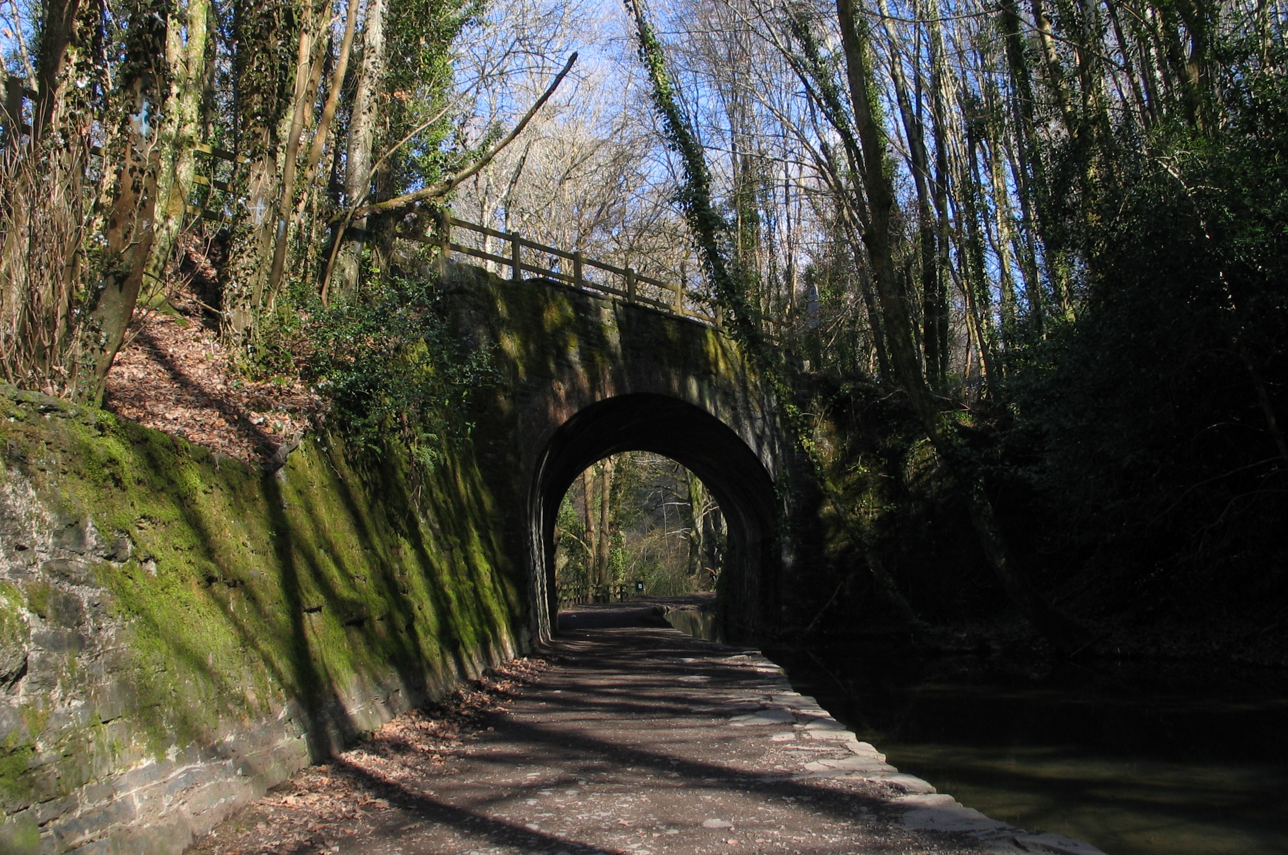 Plym Bridge Woods Photos