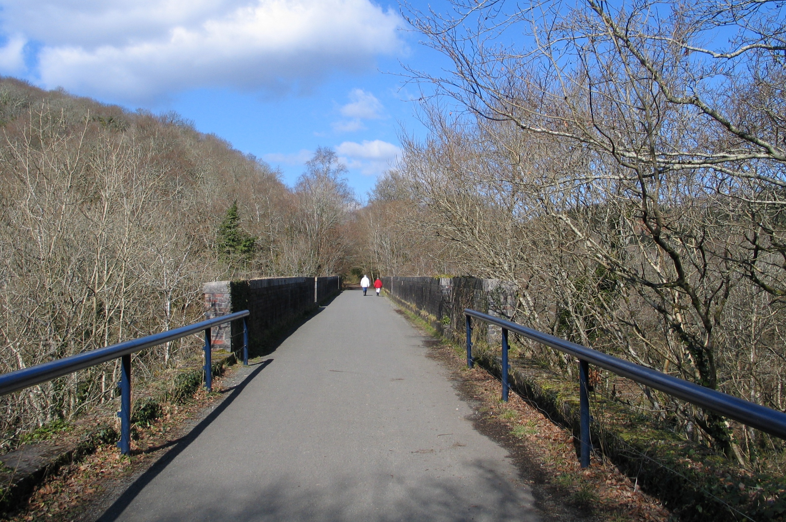 Plym Bridge Woods Photos